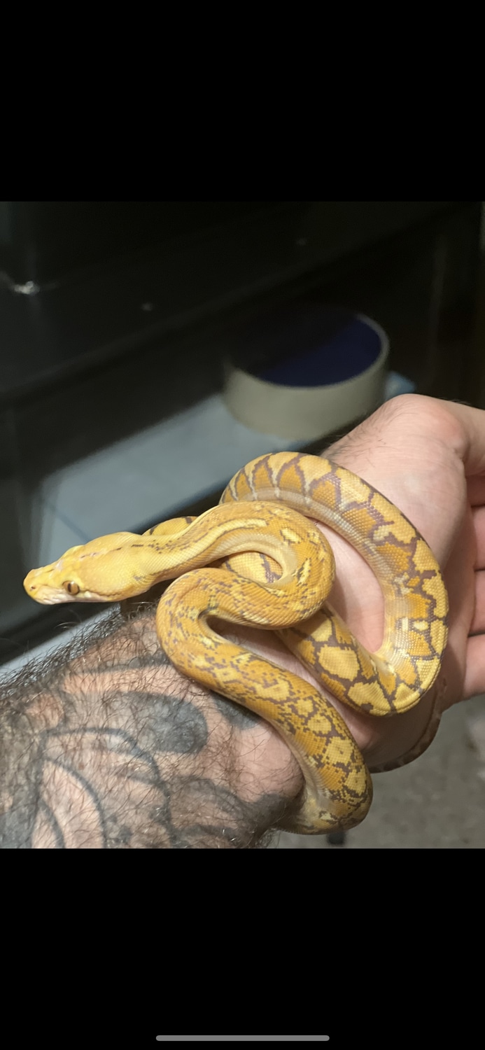Orange Glow Phantom Reticulated Python by KyCass Exotics - MorphMarket