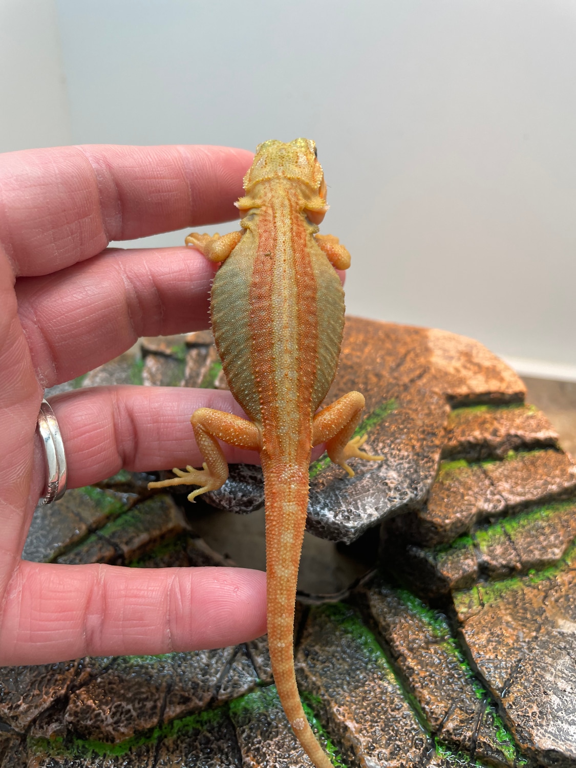 Hypo Leatherback Dunner GS Trans Central Bearded Dragon by Jackpot ...
