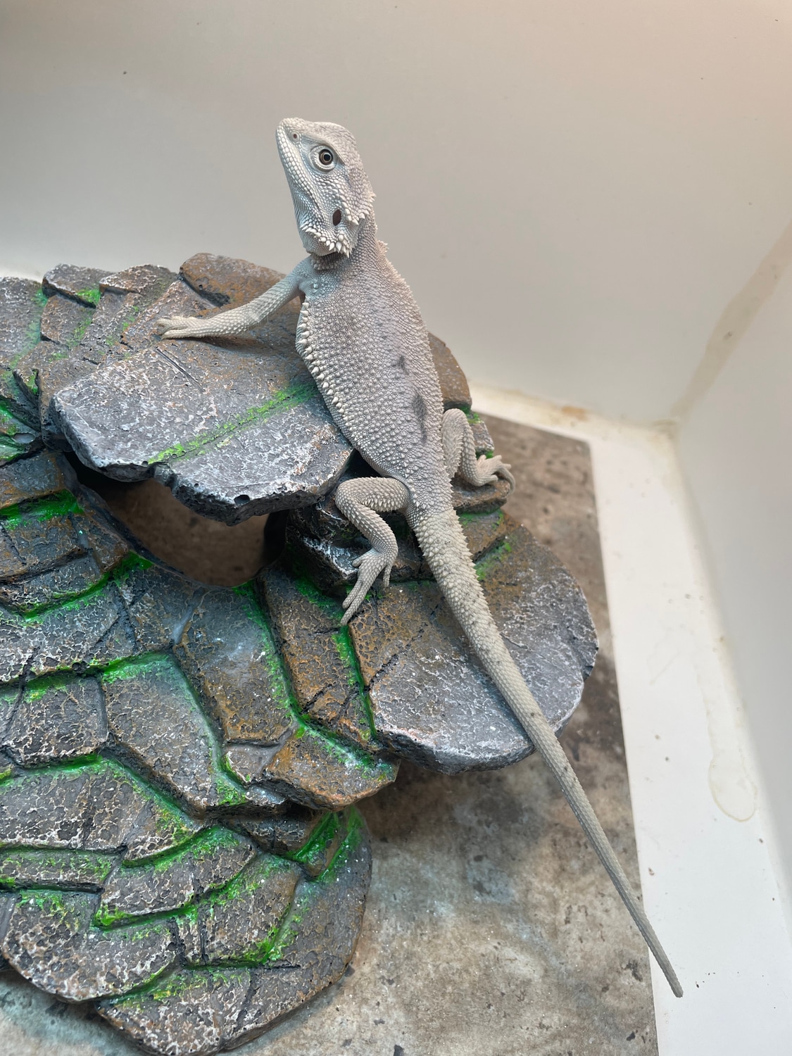 Hypo Zero 100% Het Translucent Central Bearded Dragon by Jackpot ...