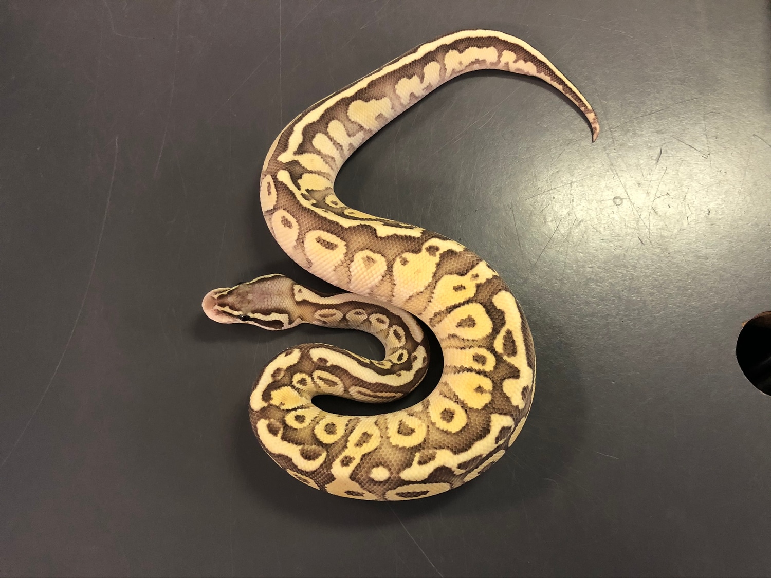 Pastel Lesser Vanilla Or Disco Possible Od Possible Spotnose Ball ...