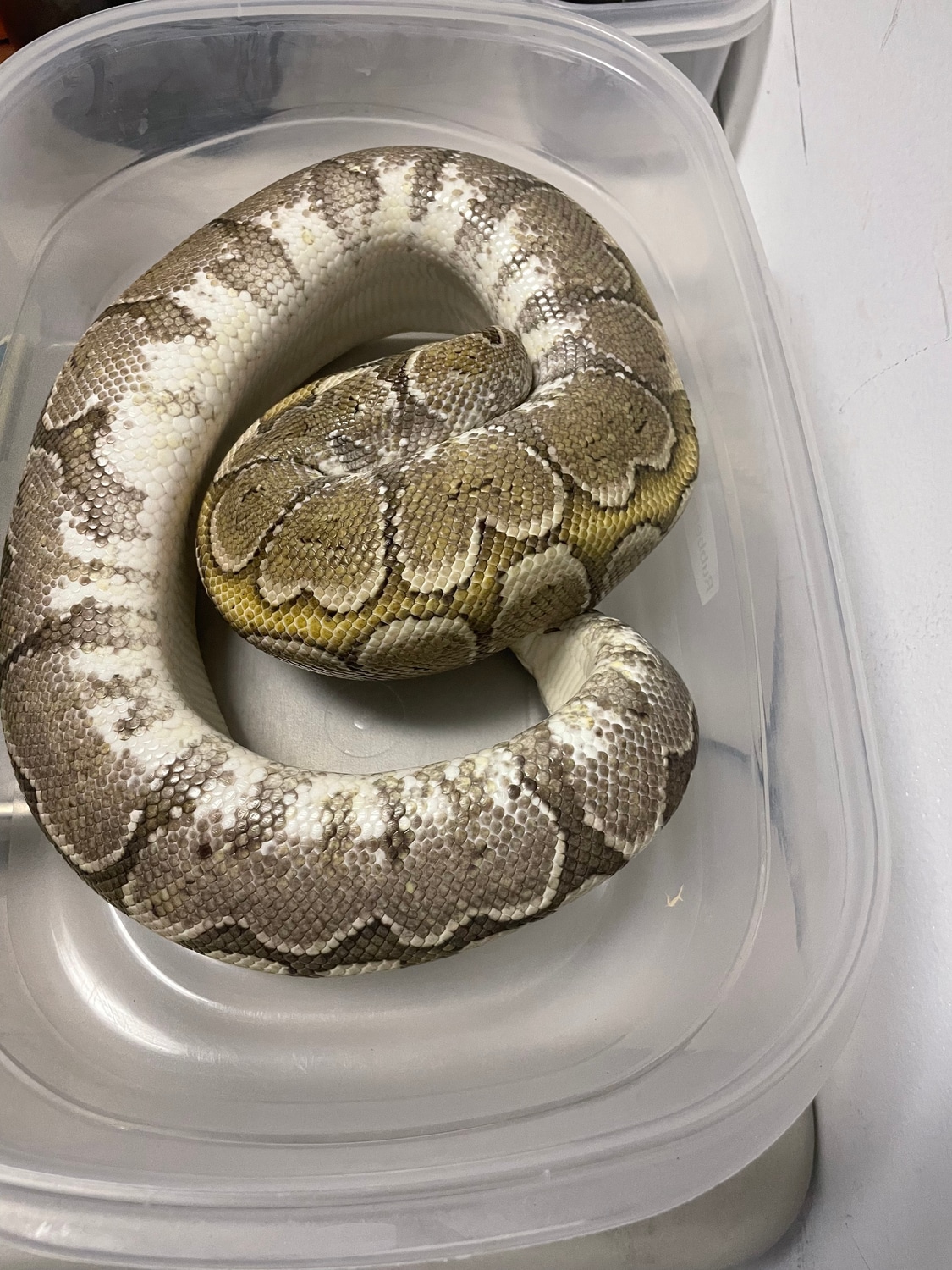 Bamboo Het Desert Ghost Ball Python by Kevin Ballinger - MorphMarket