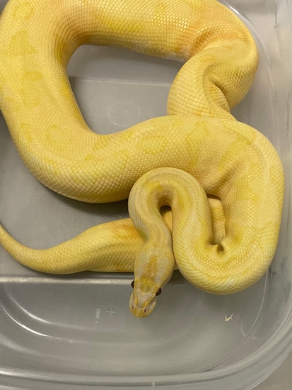 Dreamsicle Ball Python by Kevin Ballinger