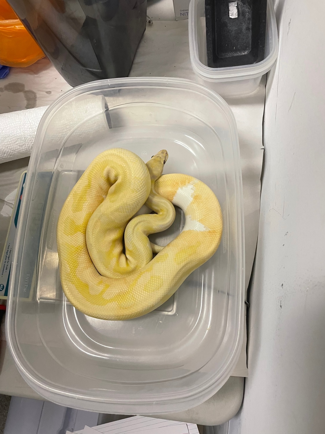 Dreamsicle Ball Python by Kevin Ballinger - MorphMarket