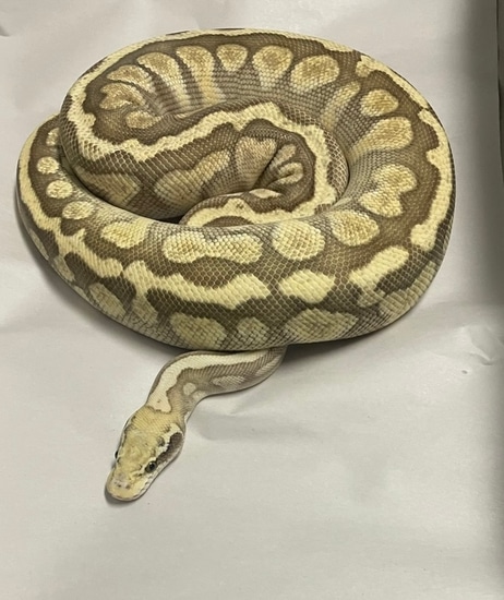 Adult Female Pastel Lesser Spotnose GHI Ball Python by Kevin Ballinger