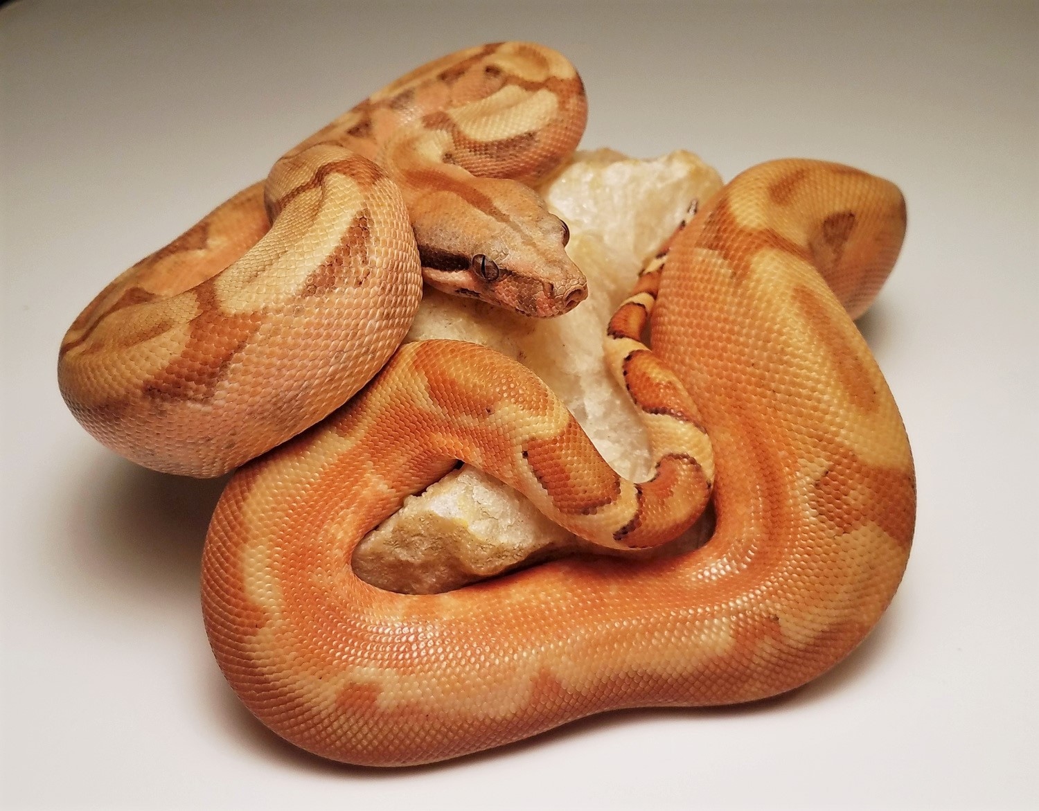 Sunset And Hypo Hog Island Boas Boa Constrictor by Snakemakers ...
