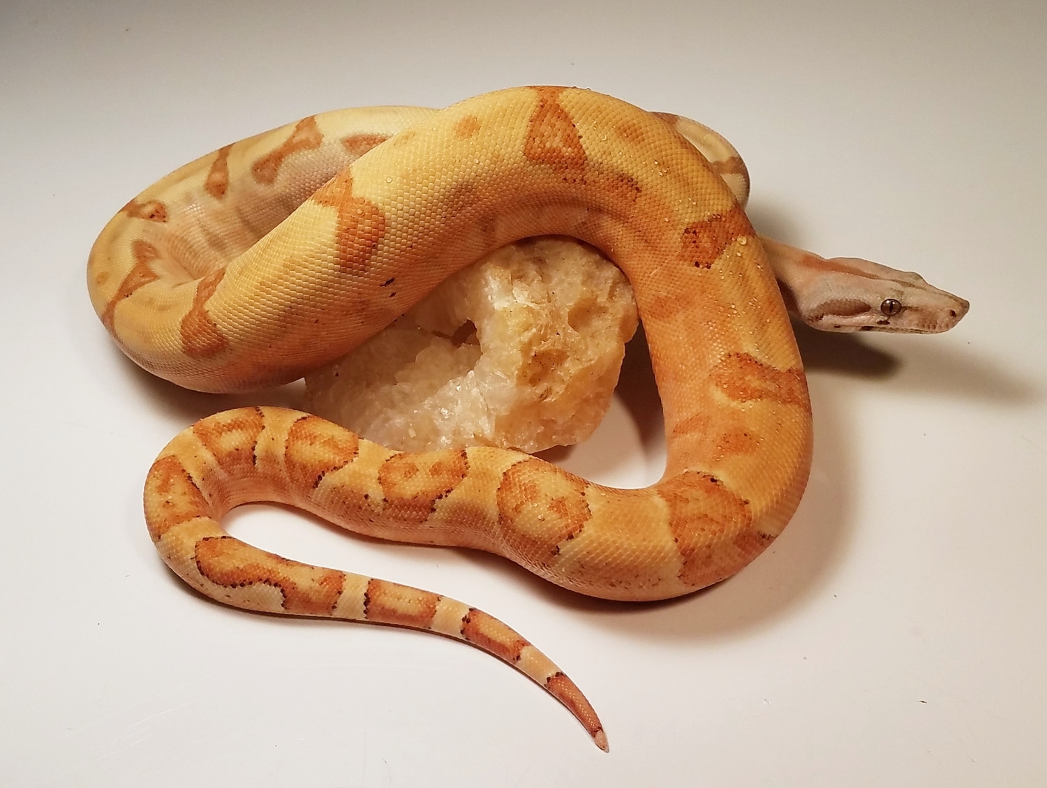 Sunset And Hypo Hog Island Boas Boa Constrictor by Snakemakers ...