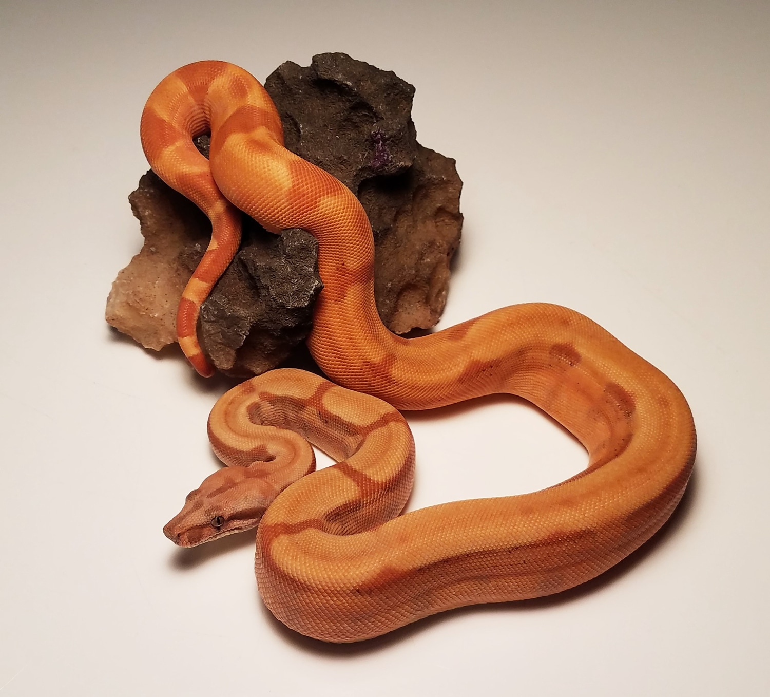 Sunset And Hypo Hog Island Boas Boa Constrictor by Snakemakers ...