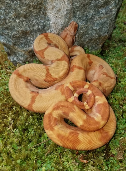Sunset And Hypo Hog Island Boas Boa Constrictor by Snakemakers
