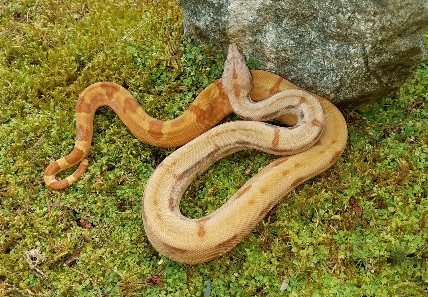 Sunset And Hypo Hog Island Boas Boa Constrictor by Snakemakers ...