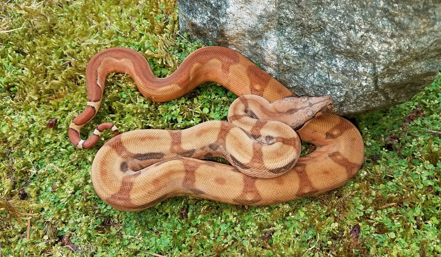 Hypo And Sunset Hog Island Boas Boa Constrictor by Snakemakers ...