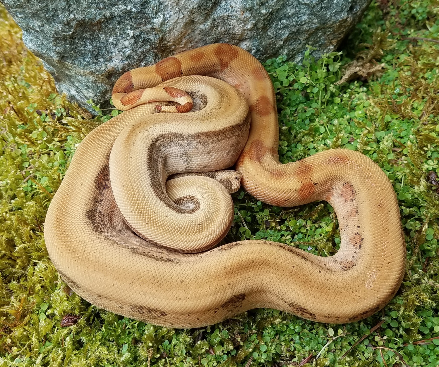 Hypo And Sunset Hog Island Boas Boa Constrictor by Snakemakers ...