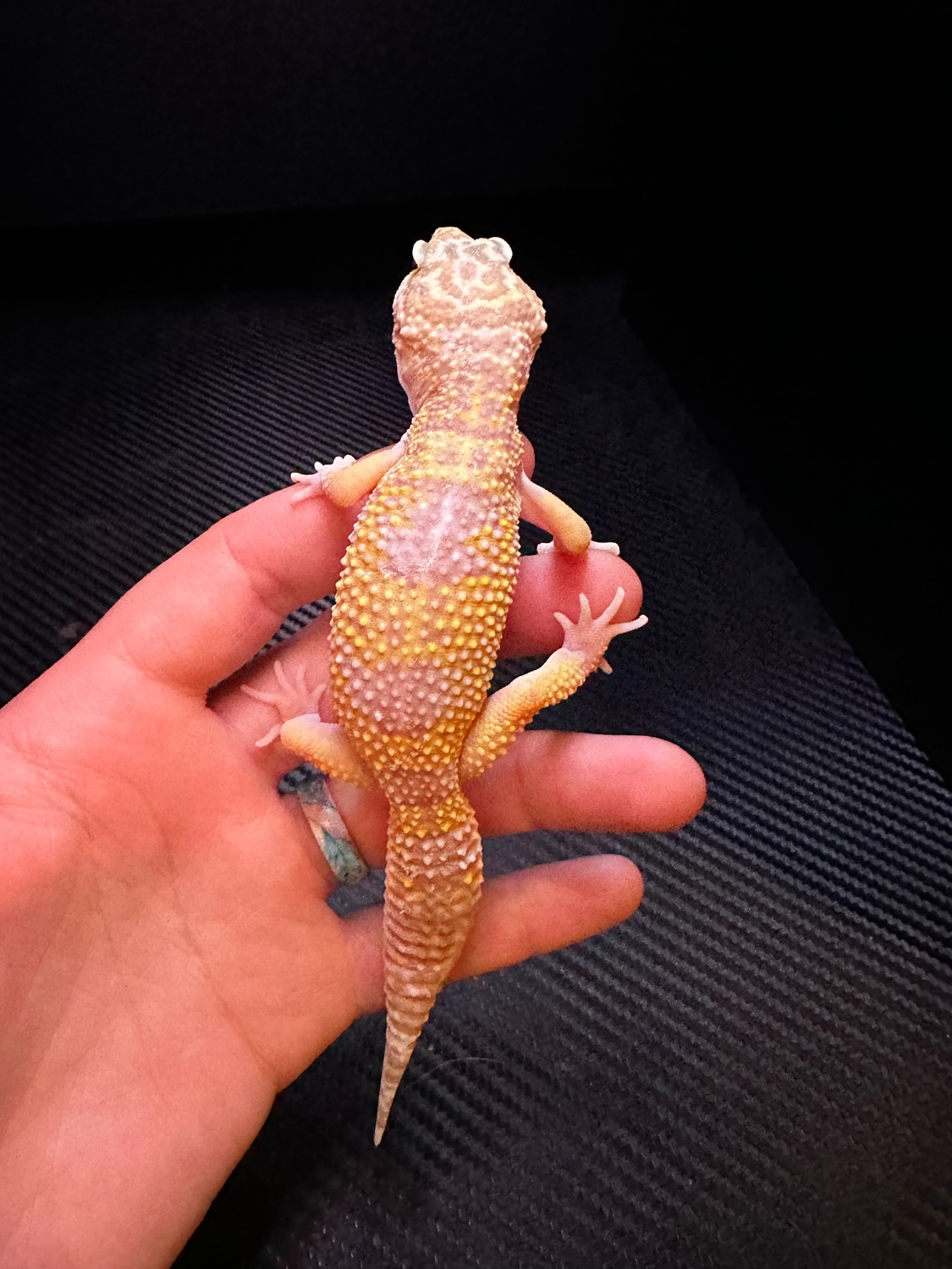 Tremper Albino Het Diablo Leopard Gecko by Kayla’s Reptiles and ...
