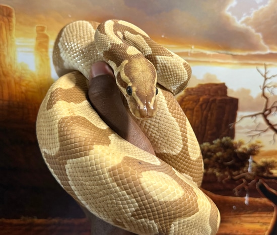 Adult Ultramel Ball Python by Mighty Morphs