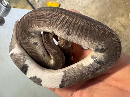 Urban Camo Ball Python by Kyle James