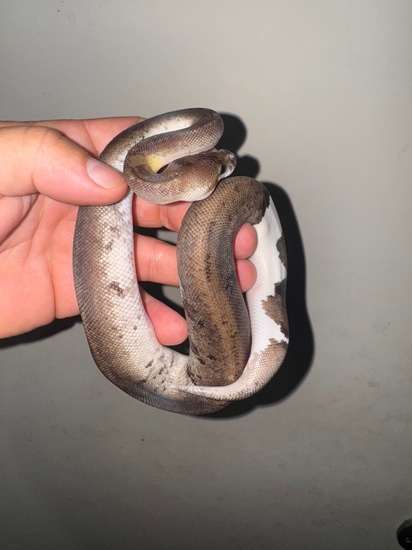 Urban Camo Ball Python by Kyle James