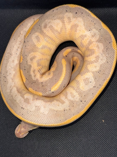 Black Pastel, Coral Glow, Orange Dream, Calico Ball Python by Kyle James