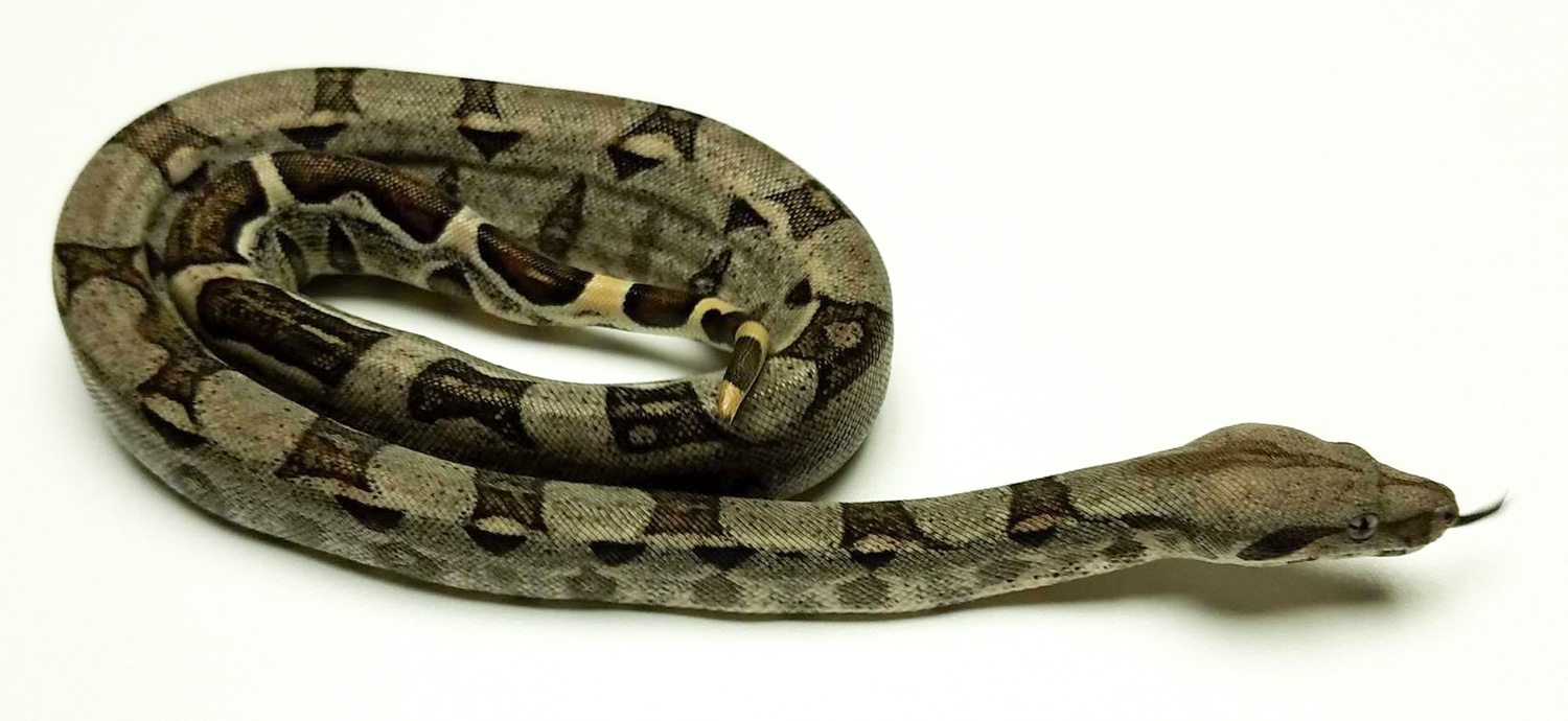 Normal Boa Constrictor by KBK Reptiles - MorphMarket