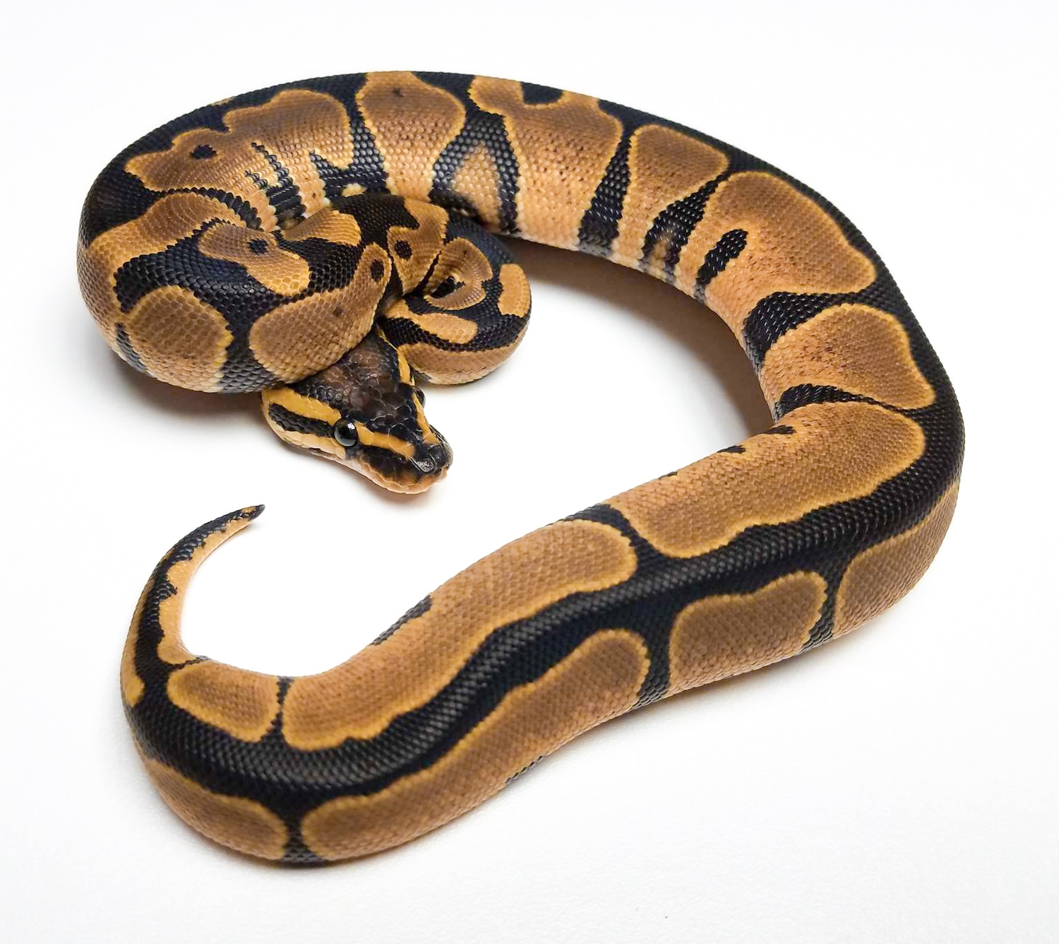 Lace Ball Python by KBK Reptiles - MorphMarket