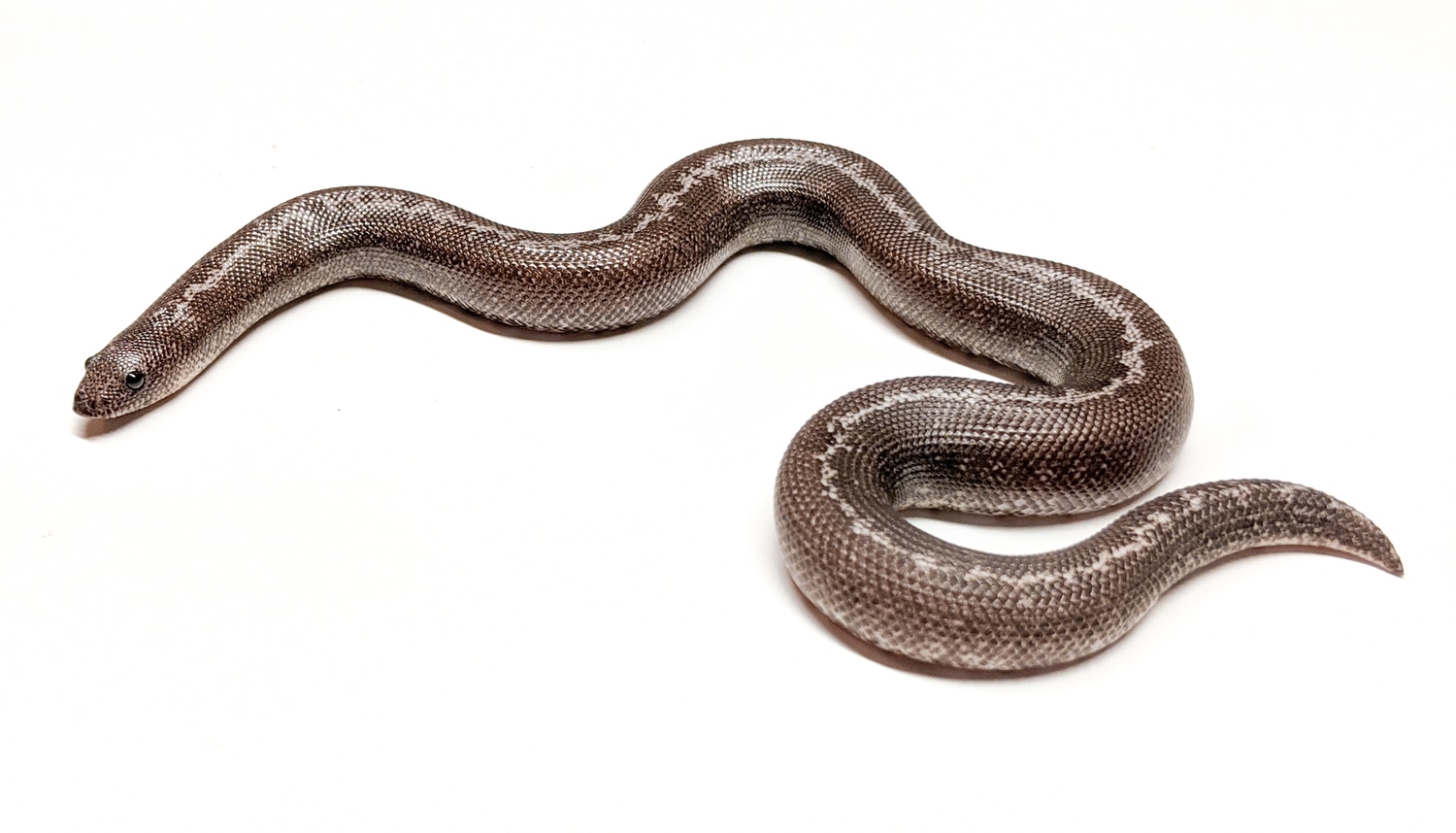 Anery Striped Het Albino Sand Boa Kenyan Sand Boa by KBK Reptiles ...