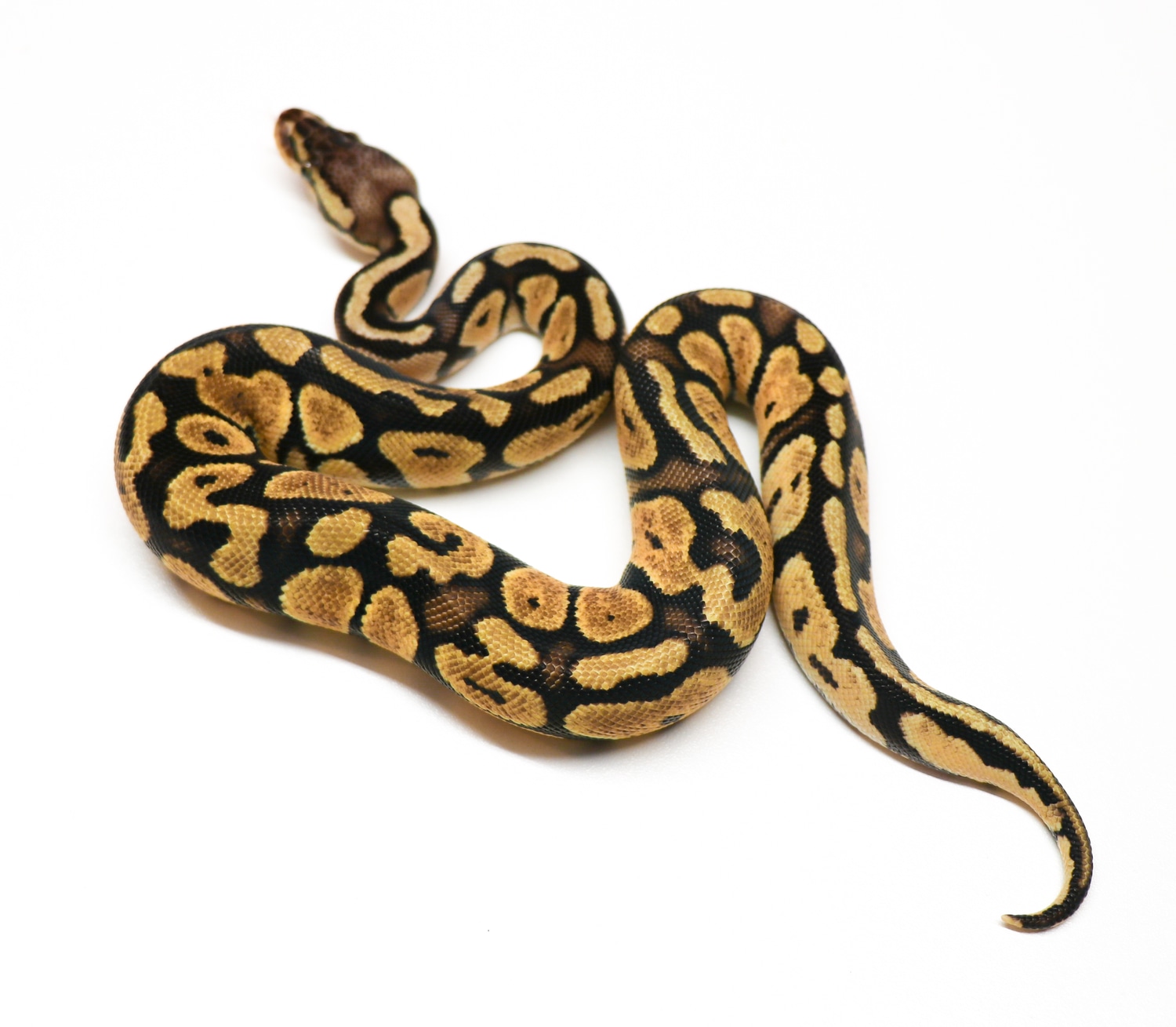Lemon Pastel Ball Python by KBK Reptiles - MorphMarket
