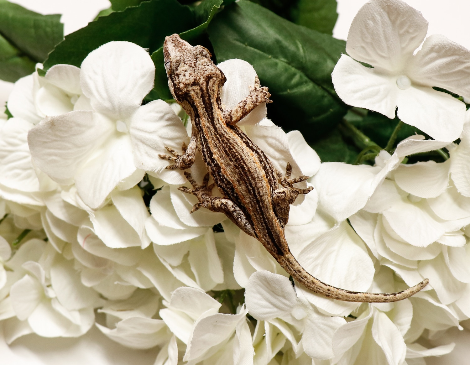 Orange Stripe Possible Phantom Eye Gargoyle Gecko by KBK Reptiles ...
