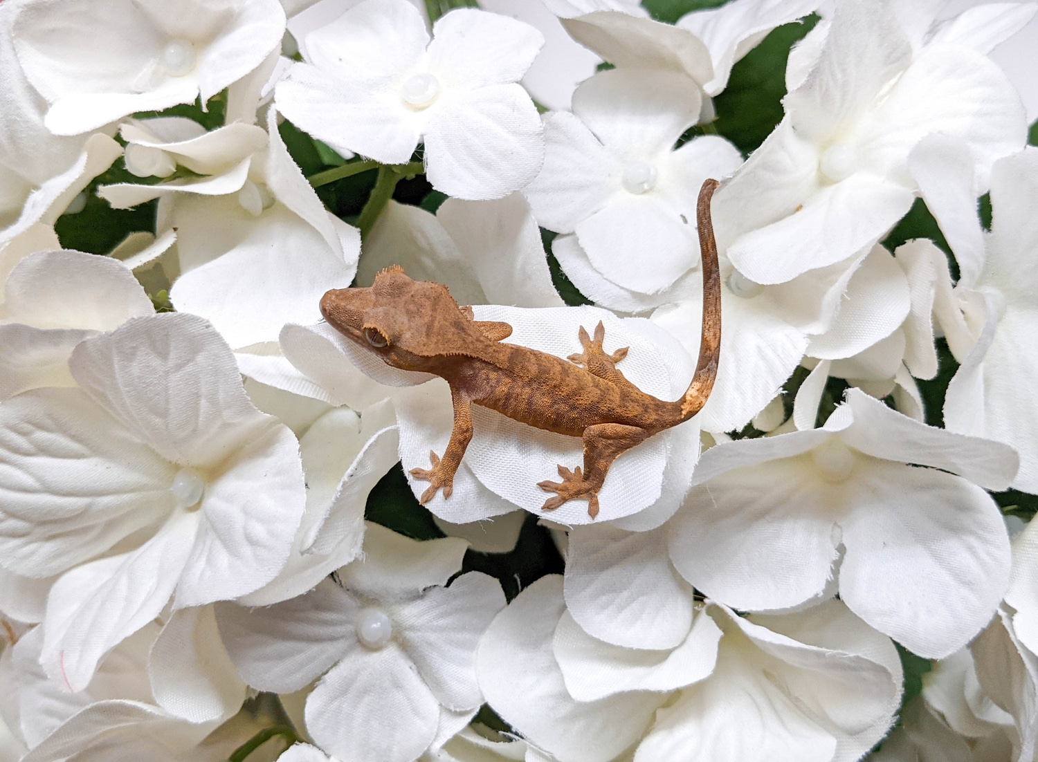 Yellow Tiger Crested Gecko by KBK Reptiles - MorphMarket