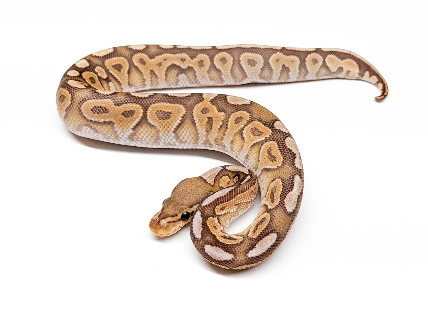 Cinnamon Caramel Ball Python by KBK Reptiles - MorphMarket