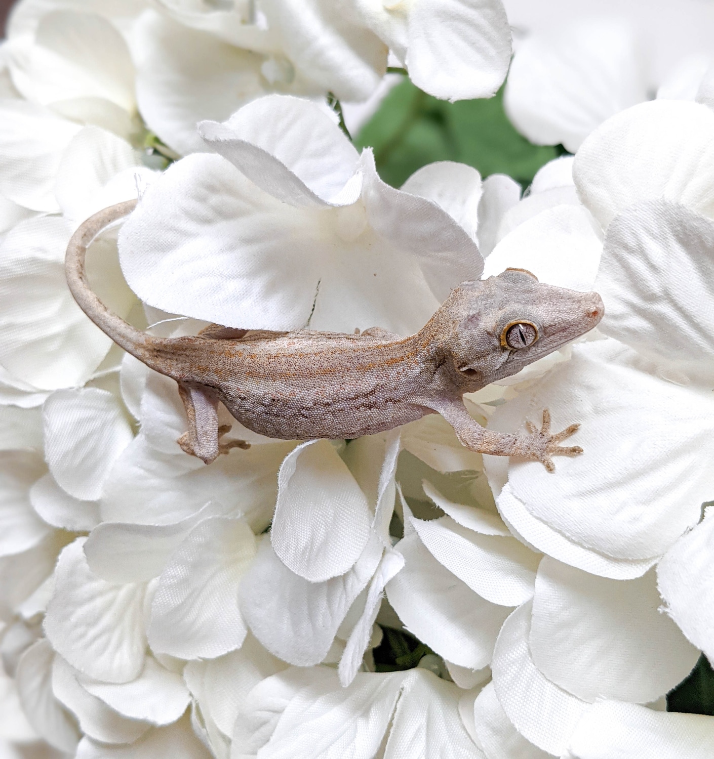 Red Stripe Possible Phantom Eye Gargoyle Gecko by KBK Reptiles ...