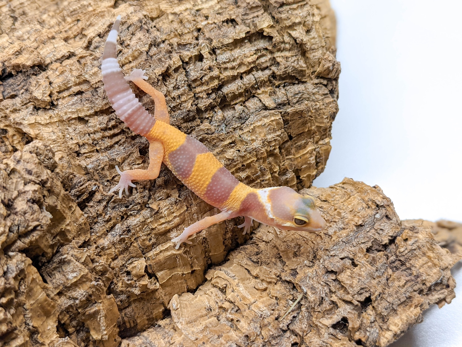 Tangerine Rainwater Leopard Gecko by KBK Reptiles - MorphMarket