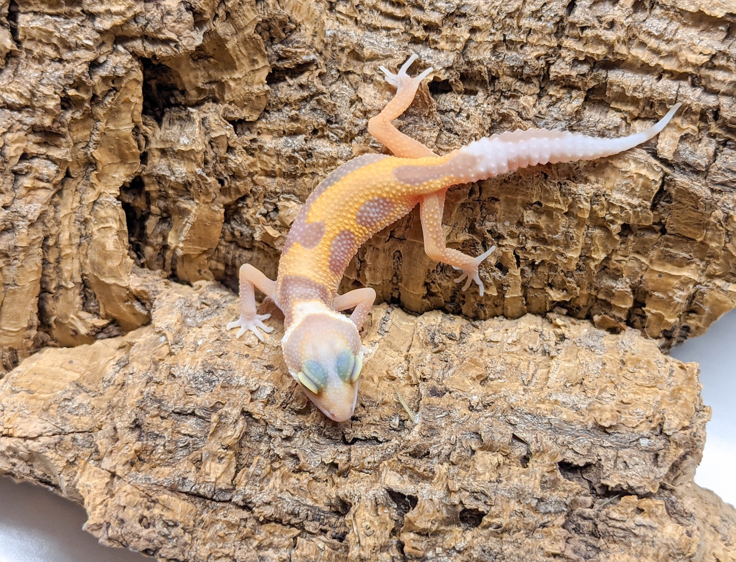 Rainwater Jungle Leopard Gecko by KBK Reptiles - MorphMarket