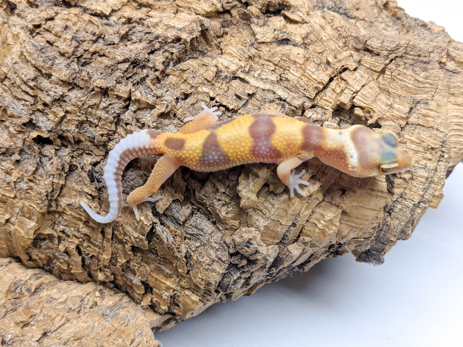 Tangerine Rainwater Jungle Leopard Gecko by KBK Reptiles - MorphMarket