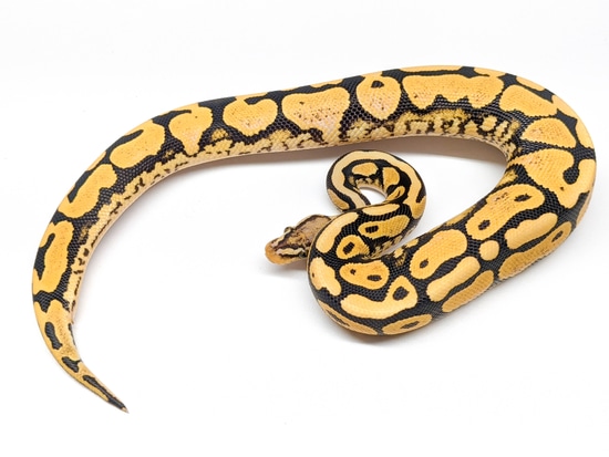 Super Pastel White Lace Ball Python by KBK Reptiles