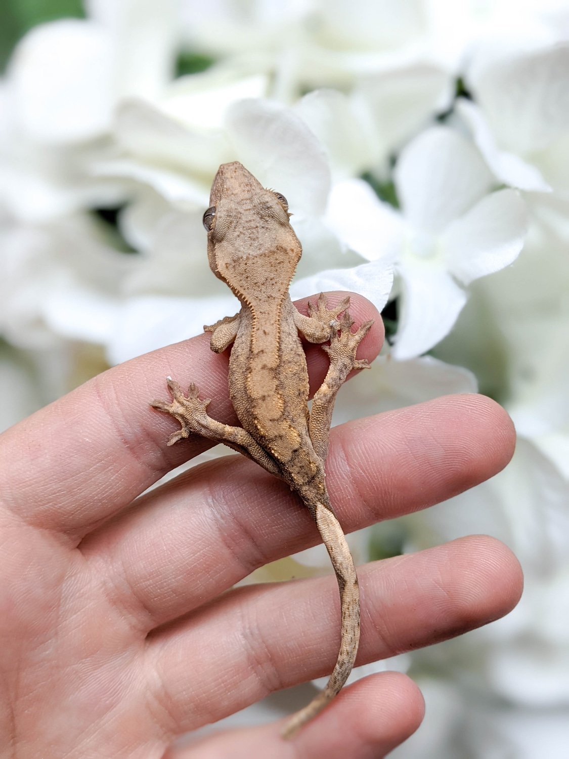 Yellow Brindle Dalmatian Crested Gecko by KBK Reptiles - MorphMarket