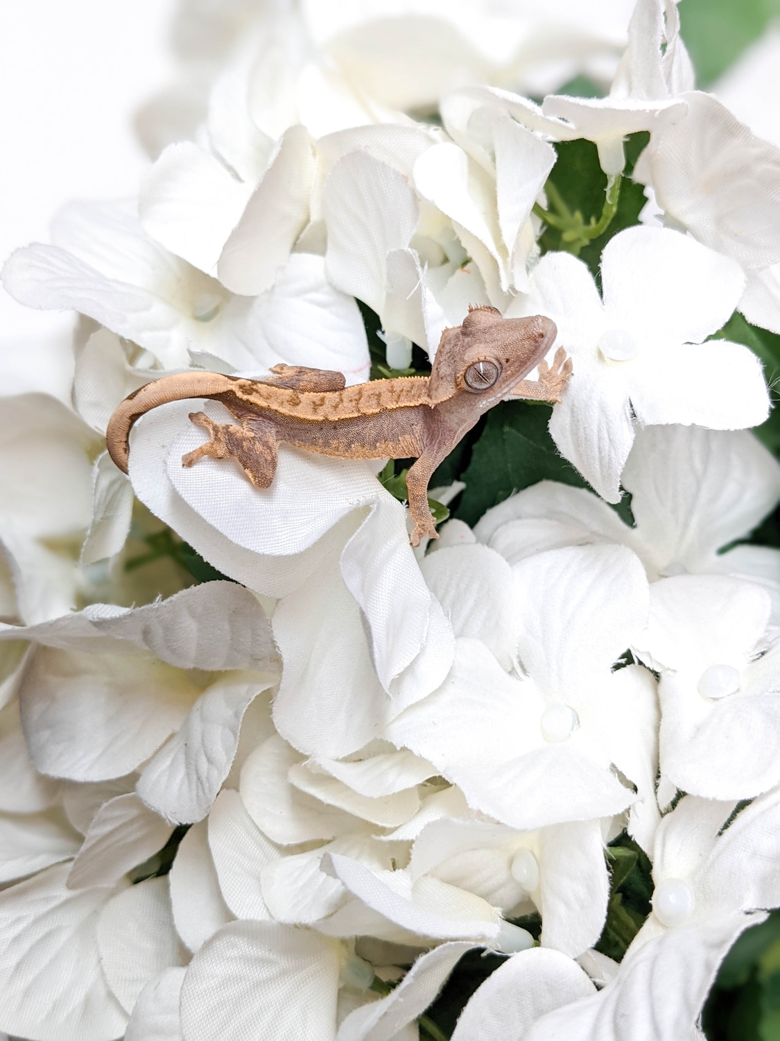 Yellow Harlequin Partial Pinstripe Dalmatian Crested Gecko by KBK ...