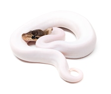 Pewter Pied Ball Python by KBK Reptiles - MorphMarket USA