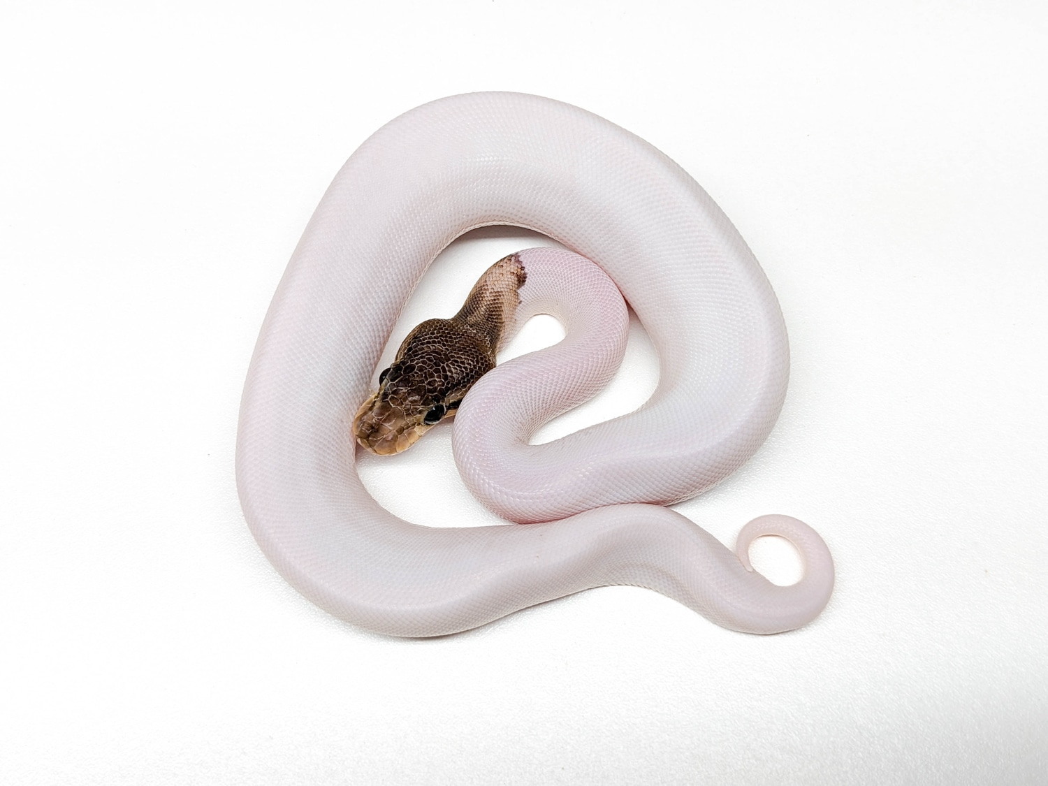 Pewter Pied Ball Python by KBK Reptiles - MorphMarket