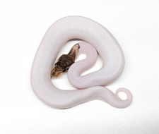 Pewter Pied Ball Python by KBK Reptiles - MorphMarket USA