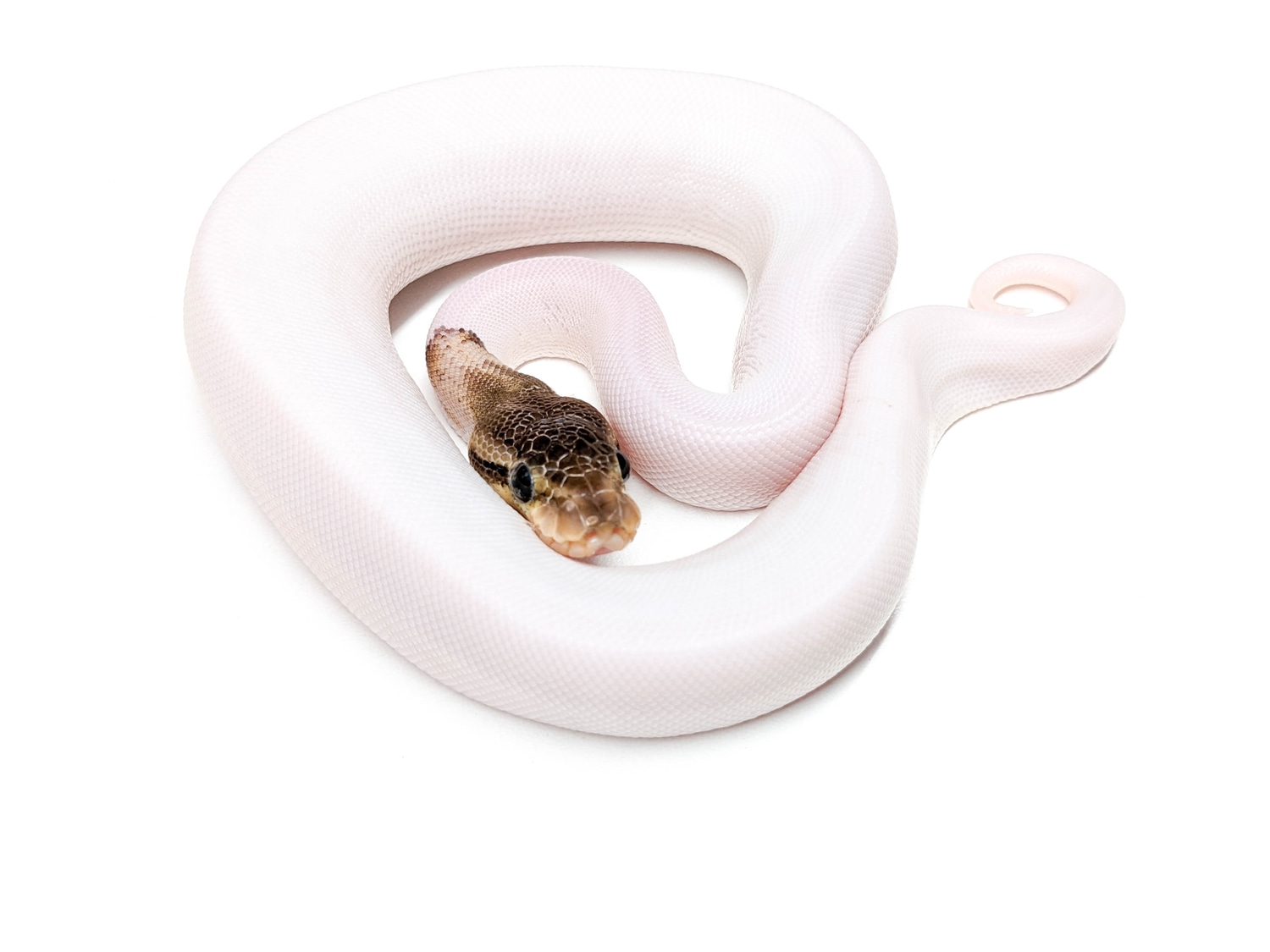 Pewter Pied Ball Python by KBK Reptiles - MorphMarket