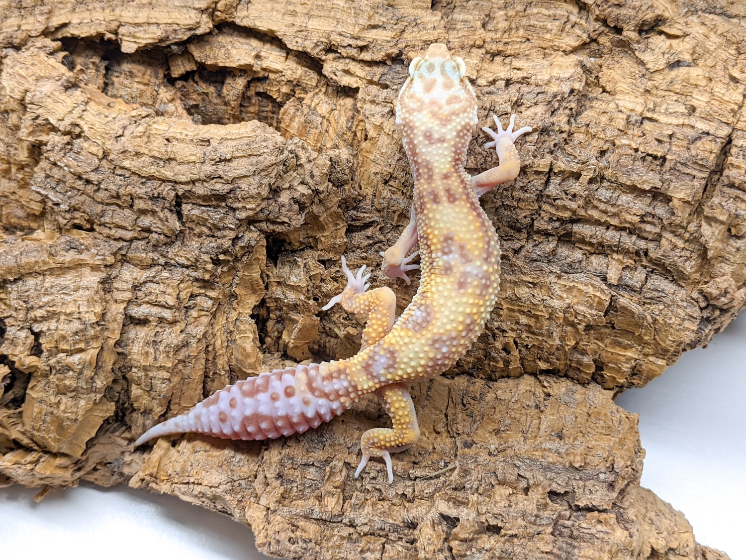 Rainwater Jungle Leopard Gecko by KBK Reptiles - MorphMarket