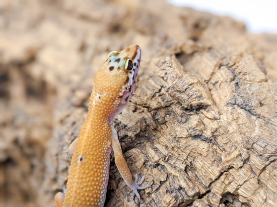 Atomic Tangerine Hypo Poss Het Raptor Leopard Gecko by KBK Reptiles