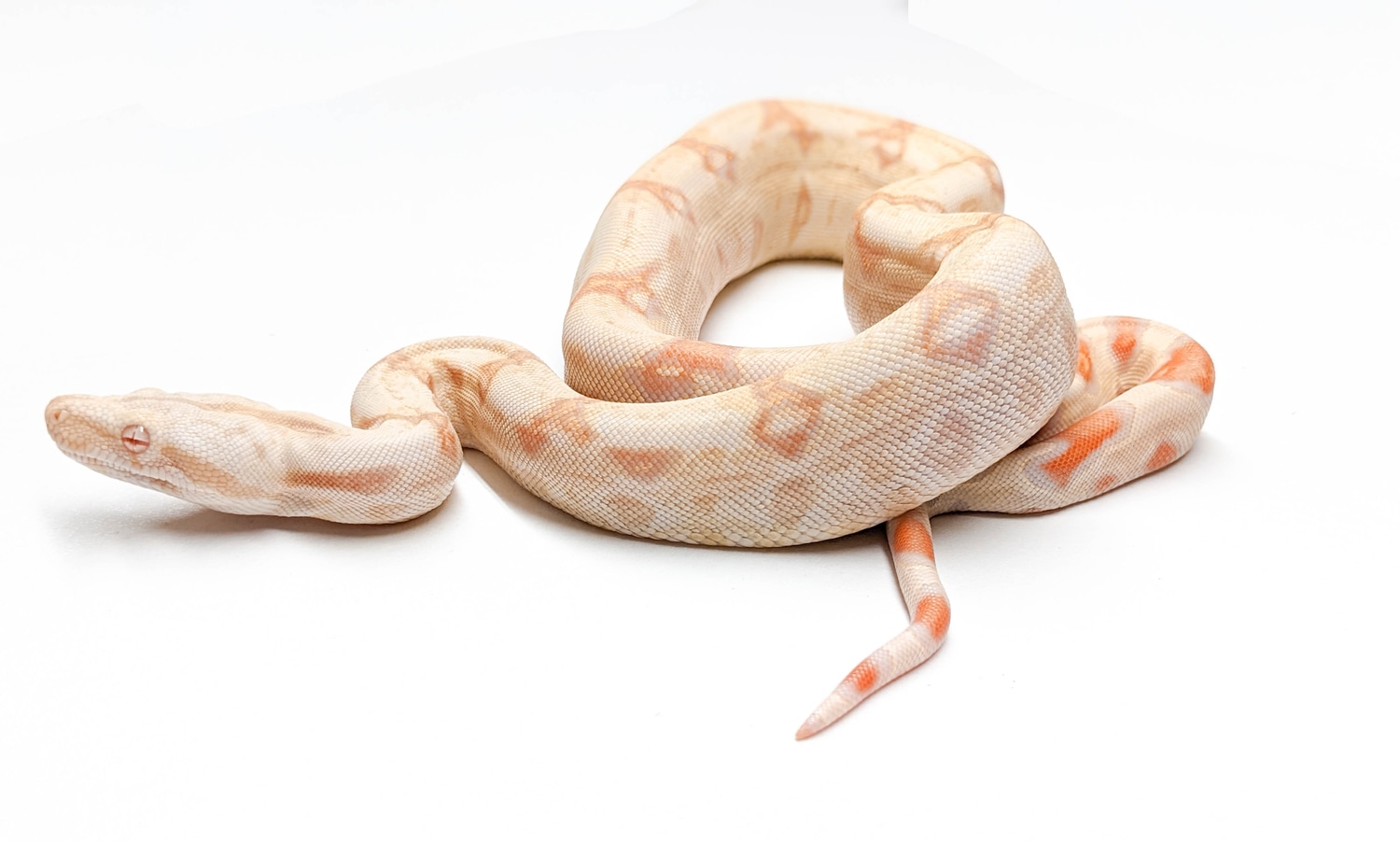 Albino 50% Het Anery Boa Constrictor by KBK Reptiles - MorphMarket