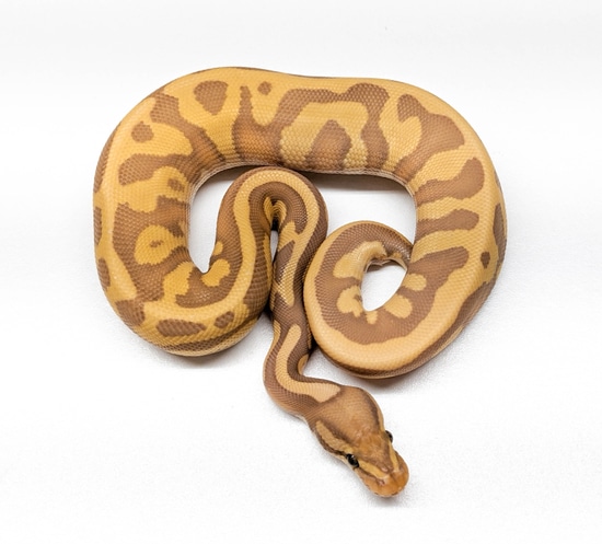 Coral Glow Leopard HGW Prob Yellowbelly Ball Python by KBK Reptiles