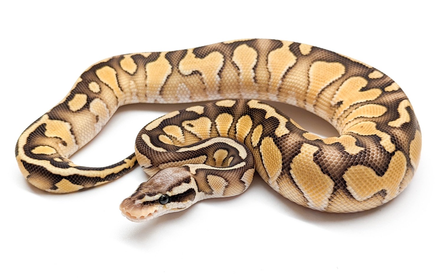 Pastel Lesser Het Clown Ball Python by KBK Reptiles - MorphMarket