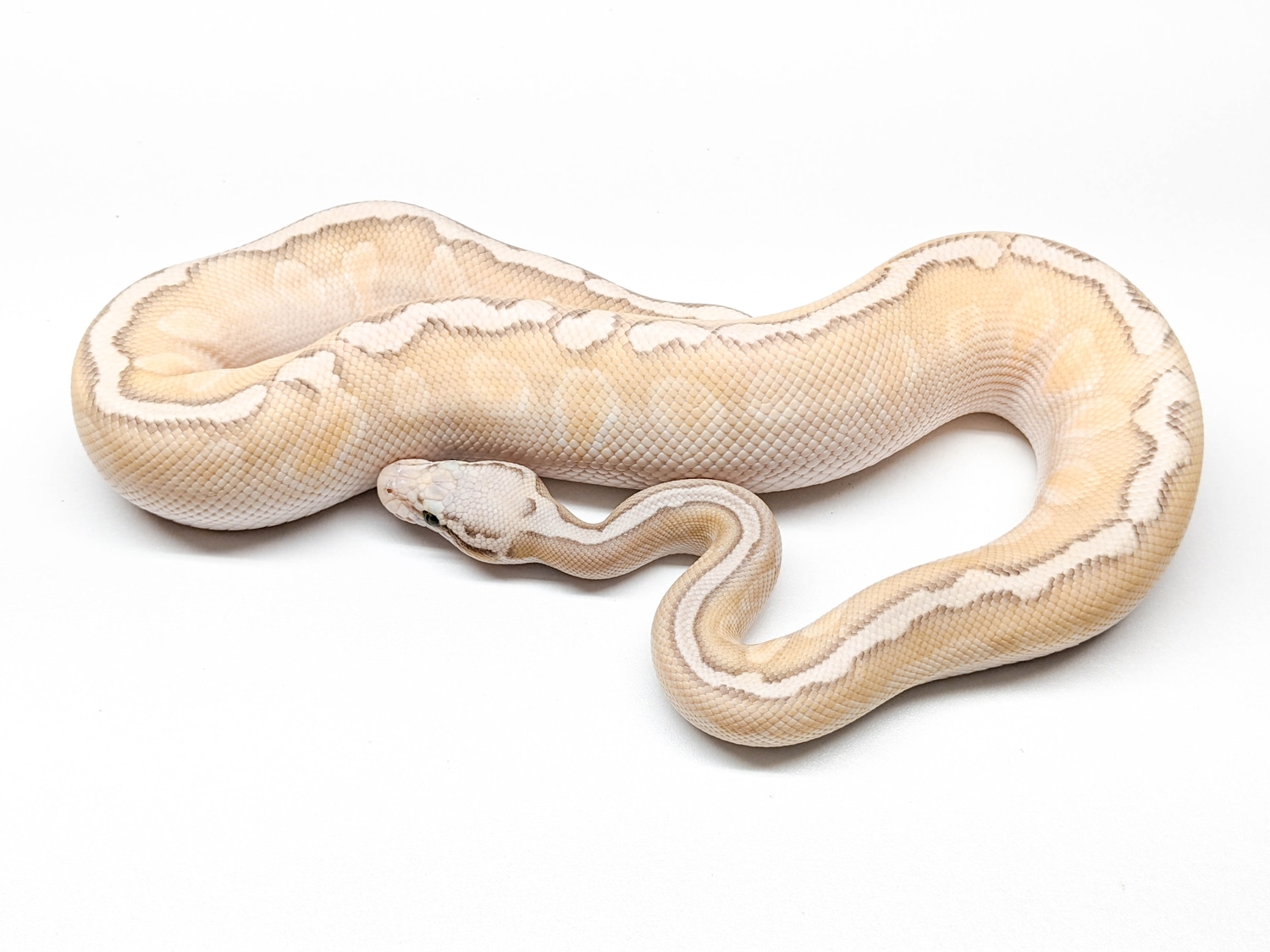 Super Pastel GHI Butter Fire 66% Het Clown Ball Python by KBK Reptiles ...