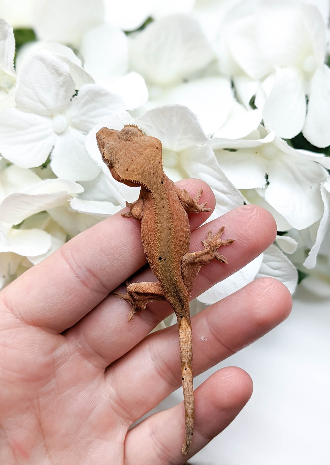 Red Bicolor Dalmatian Crested Gecko by KBK Reptiles - MorphMarket