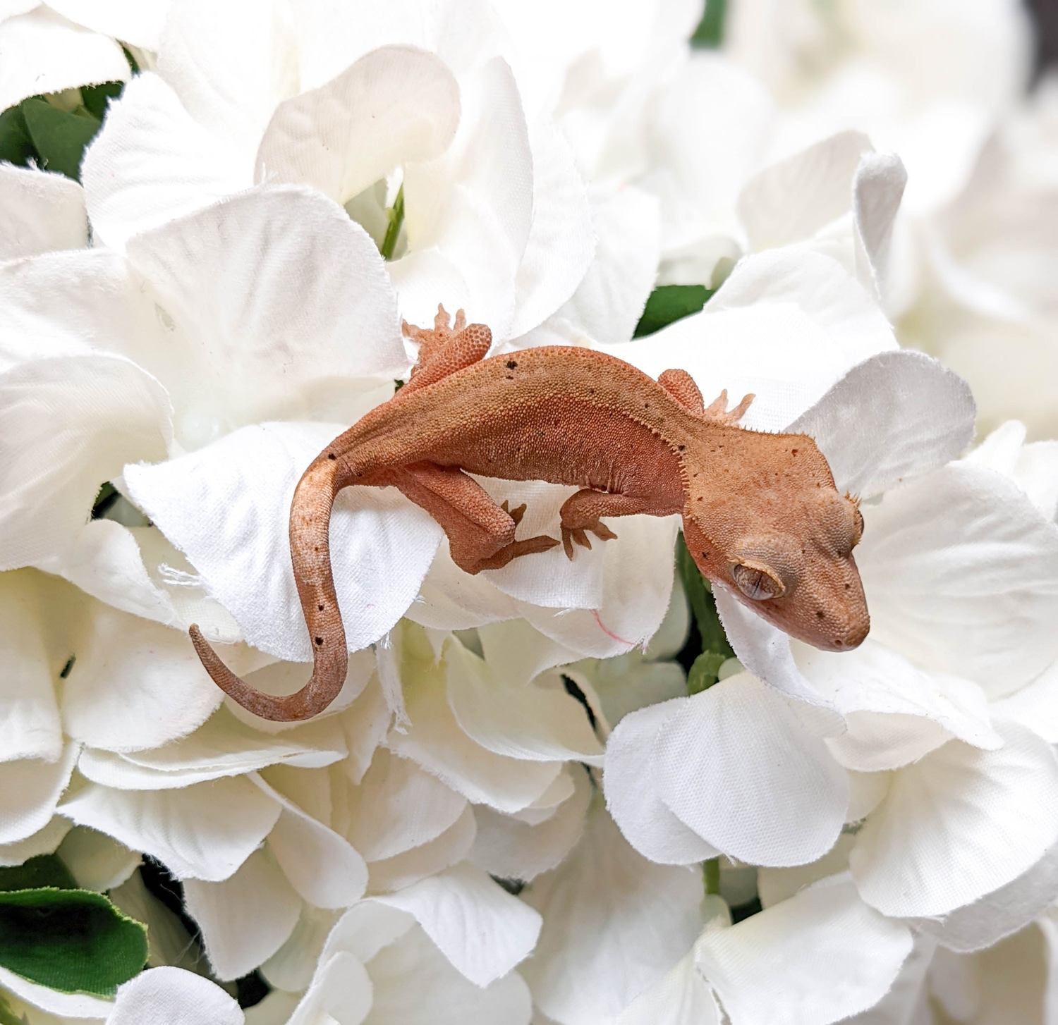 Red Bicolor Dalmatian Crested Gecko by KBK Reptiles - MorphMarket
