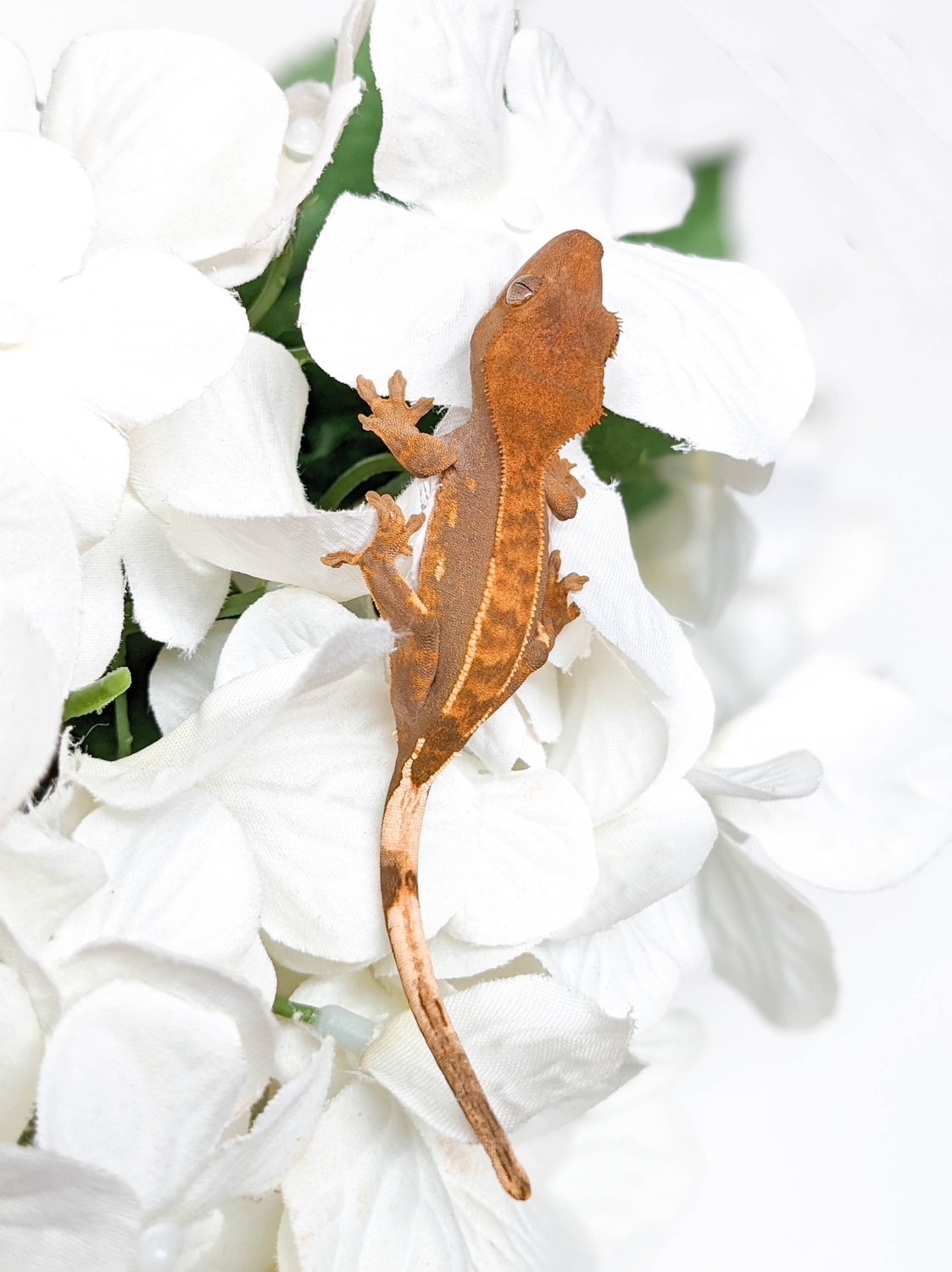 Extreme Harlequin Partial Pinstripe Crested Gecko by KBK Reptiles ...