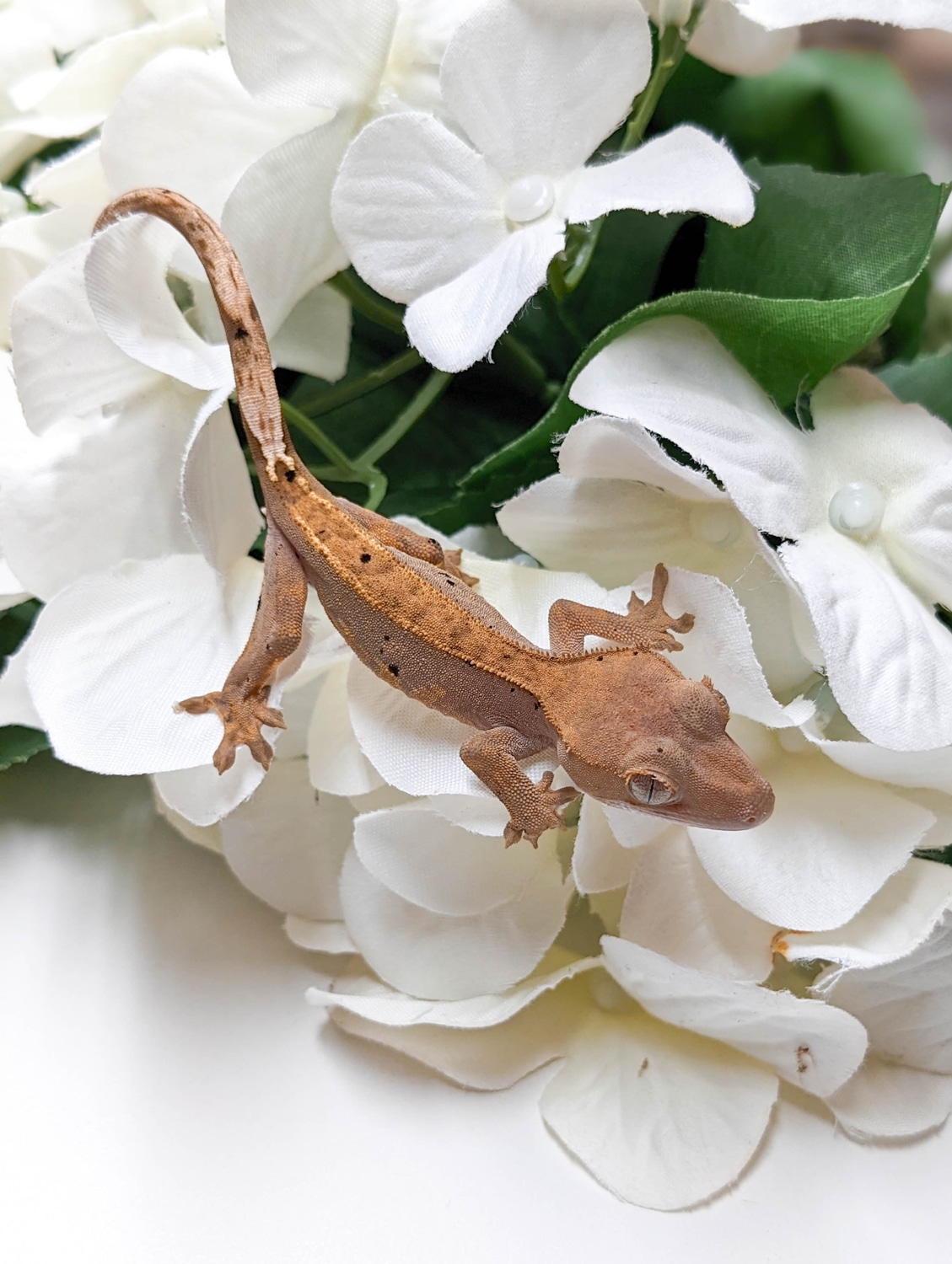 Harlequin Partial Pinstripe Dalmatian Crested Gecko by KBK Reptiles ...