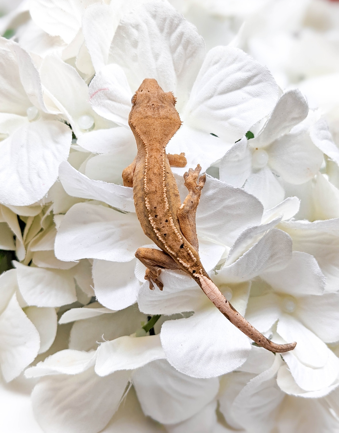 Yellow Harlequin Dalmatian Pinstripe Crested Gecko by KBK Reptiles ...