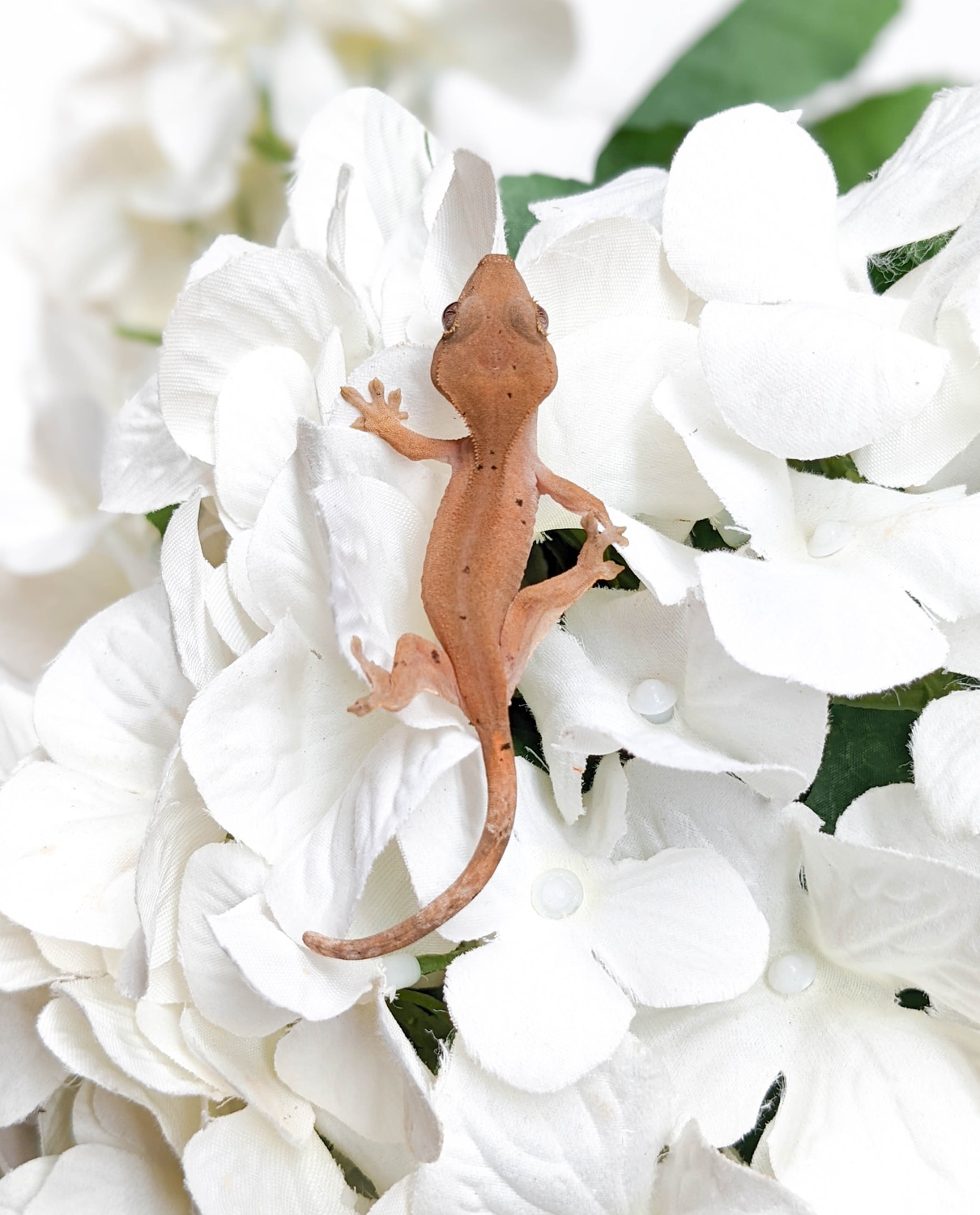 Red Bicolor Crested Gecko by KBK Reptiles - MorphMarket